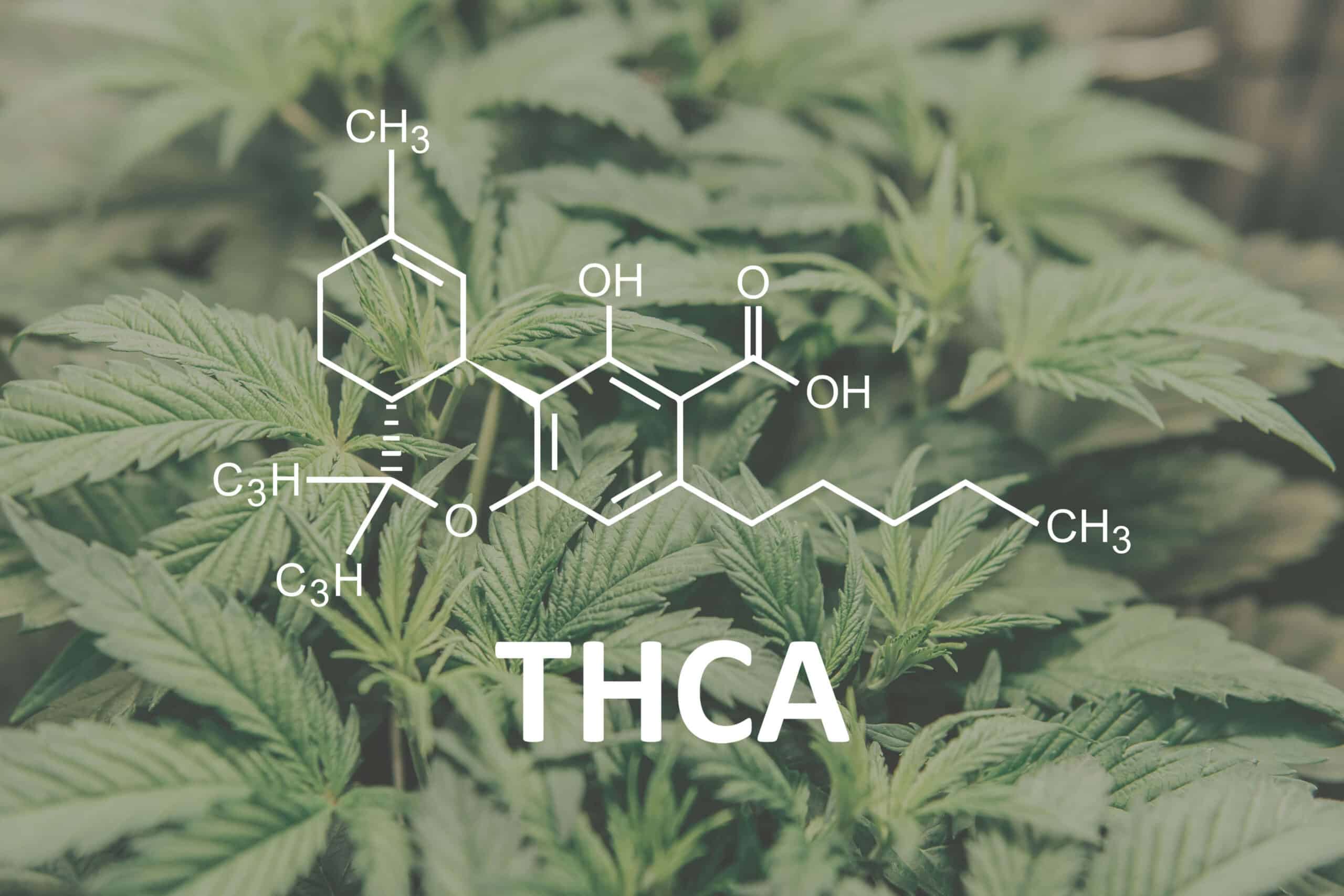 What Is THCA Benefits Effects Uses TribeTokes